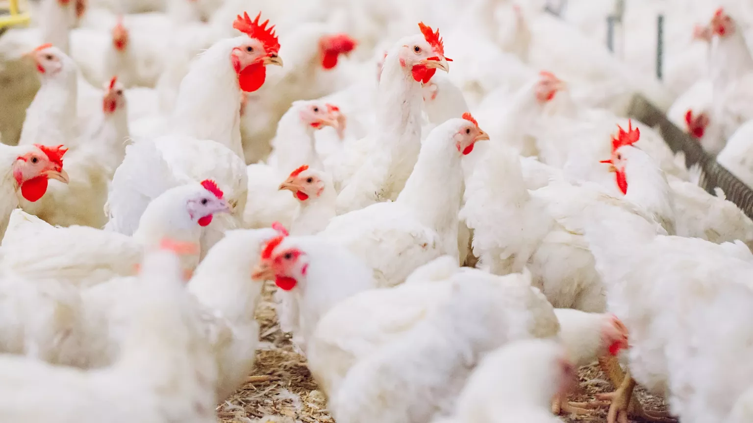 AviBrom® Poultry Antimicrobial Solutions