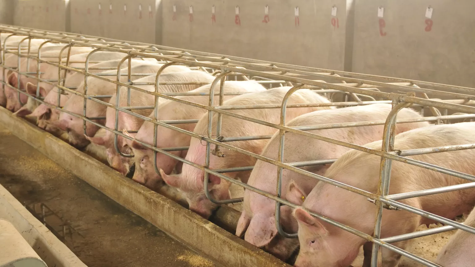 PorciBrom® | Pork Processing Solutions